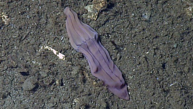 This Species of Deep Sea Worm Is an Early Life Form