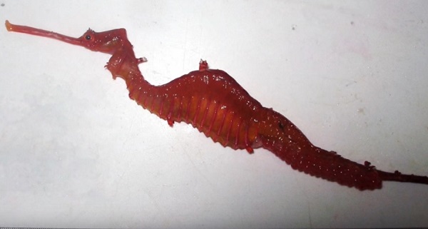 Ruby Seadragon Captured on Video